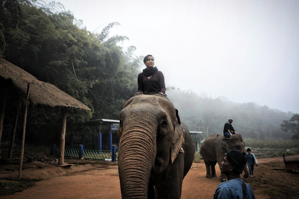 Chiang Rai: Elephant Camp | Shanghai Sling